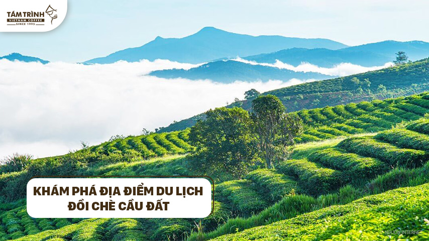Khám Phá Địa Điểm Du Lịch Đồi Chè Cầu Đất Đà Lạt - Tám Trình Coffee ...